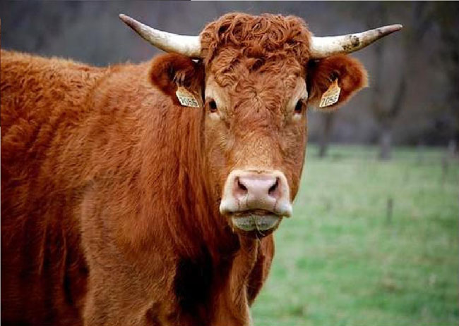 le boeuf - Observatoire des aliments : Observatoire des aliments